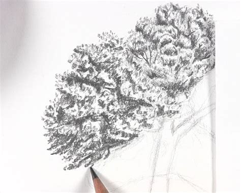 How To Draw A Tree With Leaves In A Surprisingly Familiar Way Let S Draw Today Tree Drawing