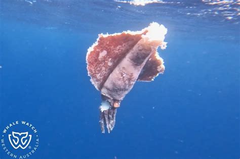 Giant Squid Pilot Super Pod And Sperm Whale Whale Watch Western