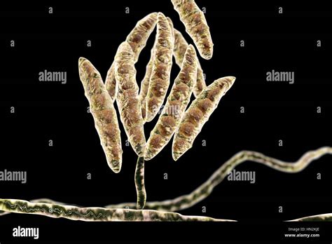 Asexual Fungal Spores