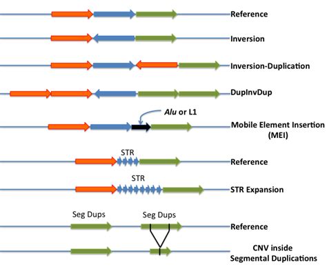 Complex Variant Discovery — Hormozdiari Lab