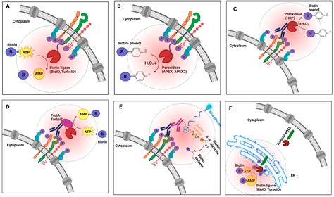 Proximity Labeling Precise Proteomics Technology For Mapping Receptor Protein Neighborhoods At