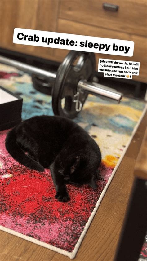 Cat Update Sleepy Boy And Refuses To Leave Rf1nn5ter