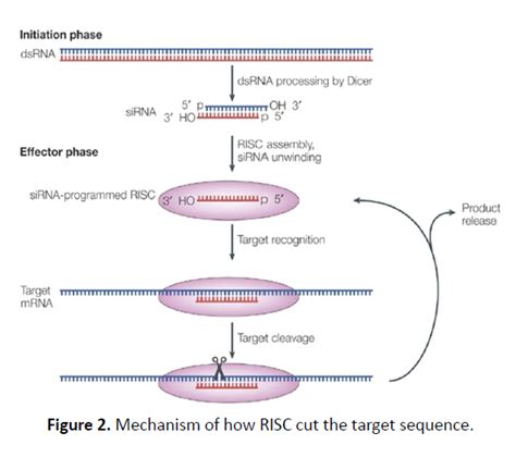 A Research On RNAi TECHNOLOGY AND ITS APPLICATION IN CROP IMPROVE