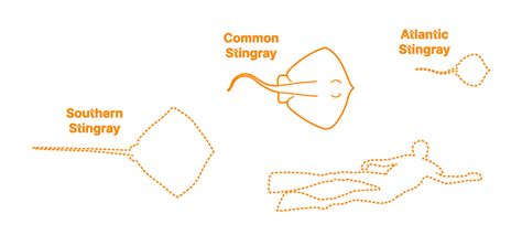 Common Stingray Dasyatis Pastinaca Dimensions And Drawings