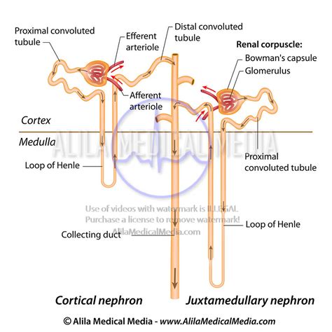 Nephron Diagram Labeled Functions Nephron Structure Labeled