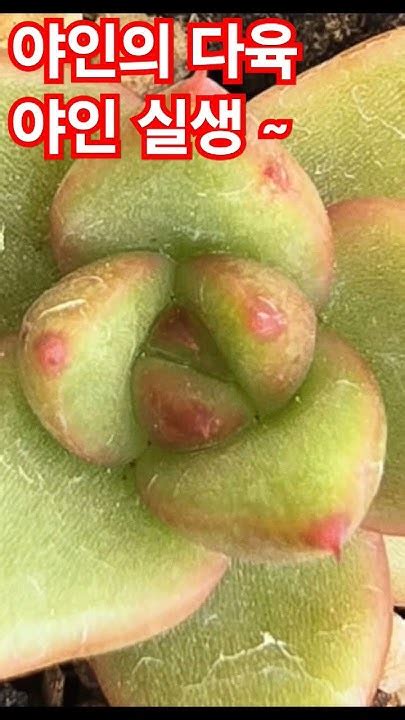 꼬물꼬물 행복한 하루 되세요 ~ 빈예서 파종이 실생 다육 다유기 다육이 다육식물 반려식물 다육판매 다육이판매 다육이키우기 다육인스타그램 매혹이 청주