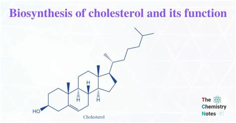 Biosynthesis Of Cholesterol And Its Function