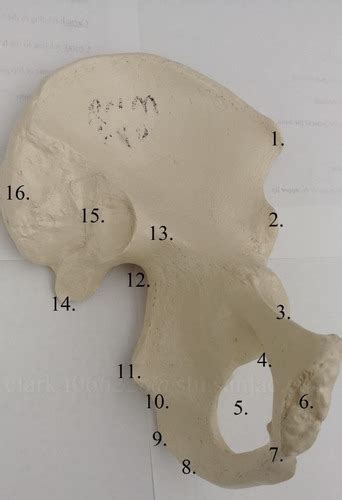 Lower Appendicular Skeleton Lab Exam Flashcards Quizlet