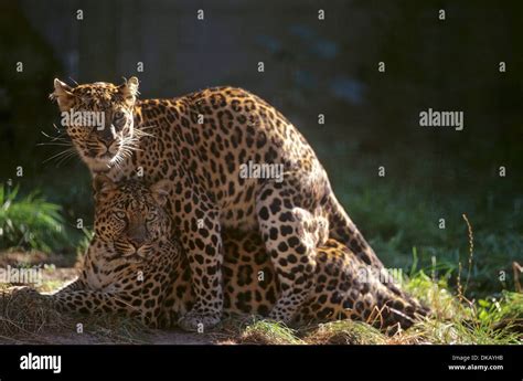 Indochinese Leopard Indochina Leopard Hinterindischer Leopard