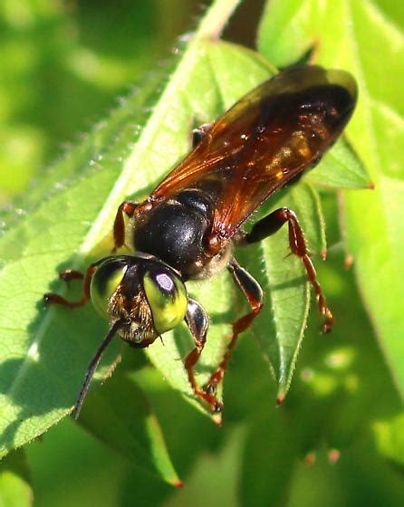 Tachytes Distinctus Tachytes Bugguide Net