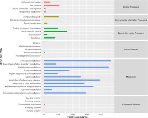 Results Of The Picrust 2 Analysis Of Intestinal Microbiota Download