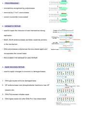 DNA Repair Pdf PROOFREADING Mismatches Recognised By Polymerases Removed By To