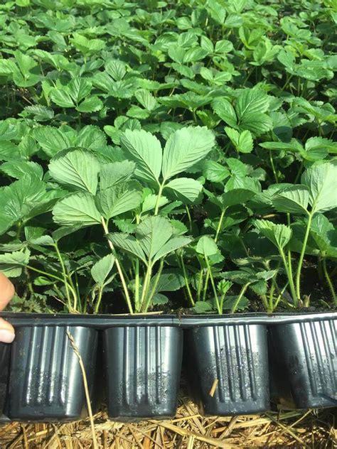 Рассада клубники оптом фриго и кассетах доставка СПб и по России