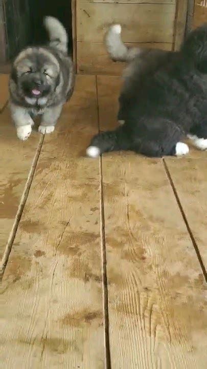 კავკასიური ნაგაზის ლეკვები Youtube