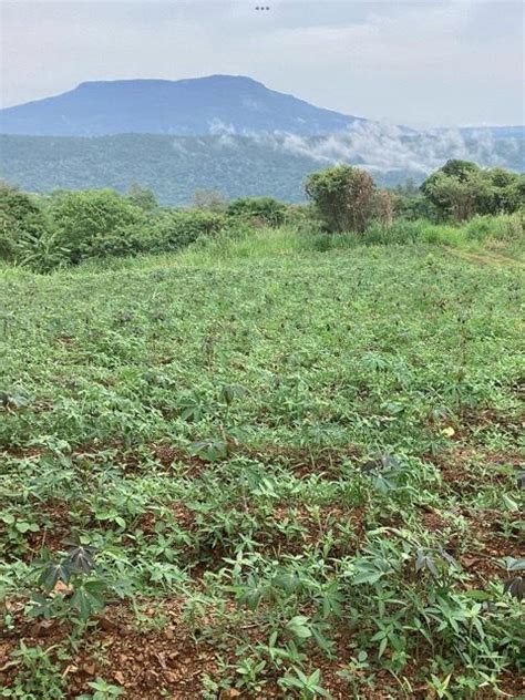 50ไร่ เนินสูง วิวสวย ติดลำธารและหน้าผา ที่ดินร้อยแปด คอม