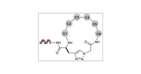 Design And Application Of A Dna Encoded Macrocyclic Peptide Library Acs Chemical Biology