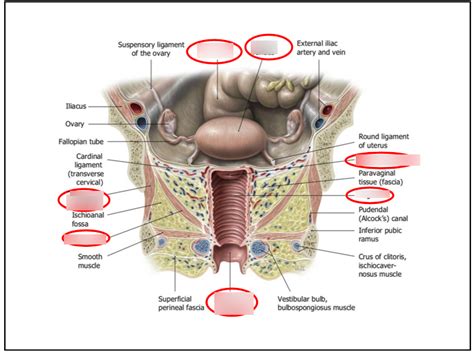 T Diagram Quizlet
