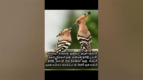 අම්මා කවපු හැටි සිහිවේ නුඹත් අම්මා කෙනෙක් වූ දාට නිසඳැස් කවි Youtube