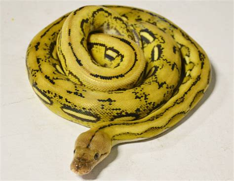 Tiger Reticulated Python