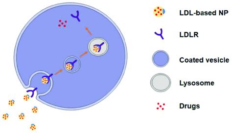 Schematic Diagram Of Cellular Uptake Of Ldl Based Nps Loaded With Drugs