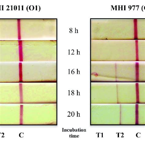 Principle And Application Of The Multiplexed Lateral Flow Test Strip