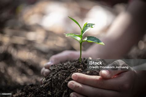자연 보호 개념 및 세계 보존 지구 온난화 감소 세계 환경의 날입니다 Friendly Match에 대한 스톡 사진 및 기타 이미지 Friendly Match 감소
