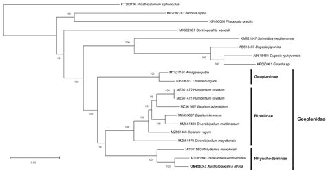 Platyhelminthes Phylogenetic Tree