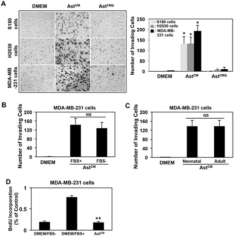 Effects Of Astrocyte Secretome On Cancer Cell Invasion A Astrocyte Download Scientific
