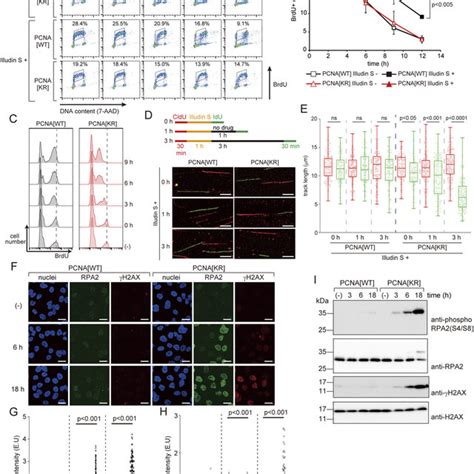 Pcna Modifications Are Required For The Progression Of Dna Replication