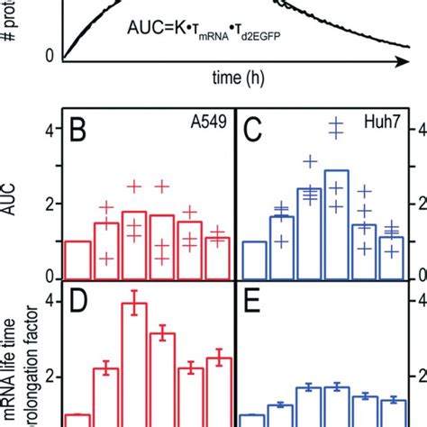 Auc And Mrna Functional Life Time Prolongation Factors Of The Different Download Scientific