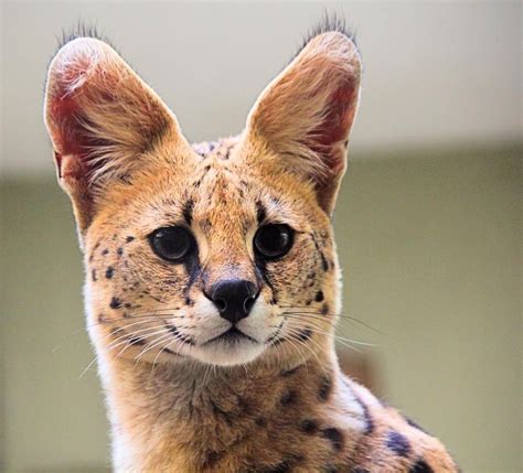 Serval Cat Pet