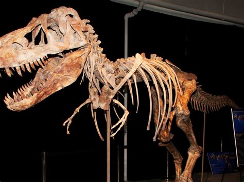 Tarbosaurus Skull