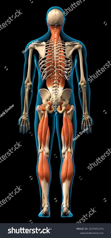 3d Rendering Male Intrinsic Back Muscles Stock Illustration 2275551375