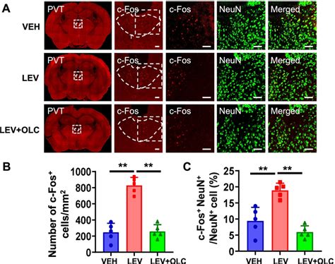 C Fos Activation Map Of Thalamic Structure In The Lev Induced Chronic