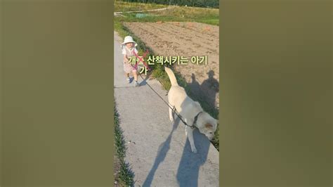 개가 산책시키는 아기 아기 아기쇼츠 아기브이로그 육아 애개육아 Youtube