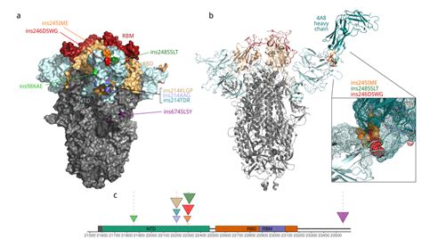 not only single nucleotide variants and deletions are important