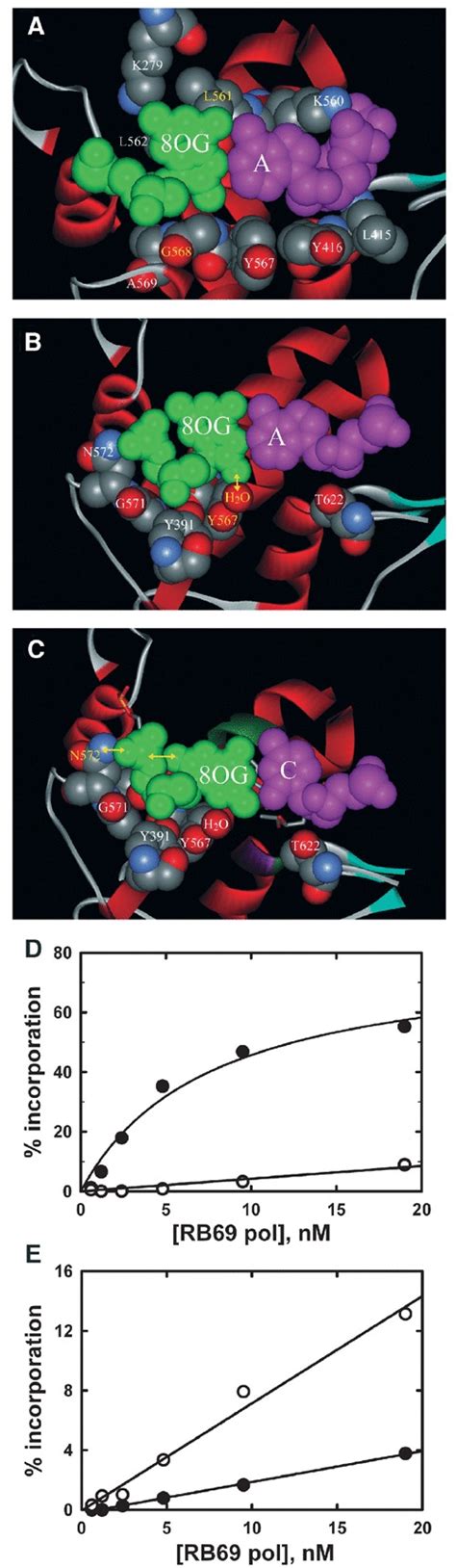Modeling Of Base Pairs In The Polymerase Active Site A Model Of An Download Scientific