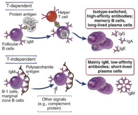 6 B Cell Activation And Antibody Production Karteikarten Quizlet