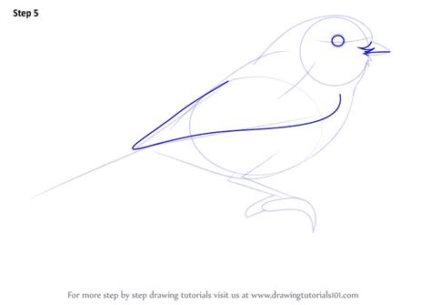 Learn How To Draw A Black Capped Chickadee Birds Step By Step