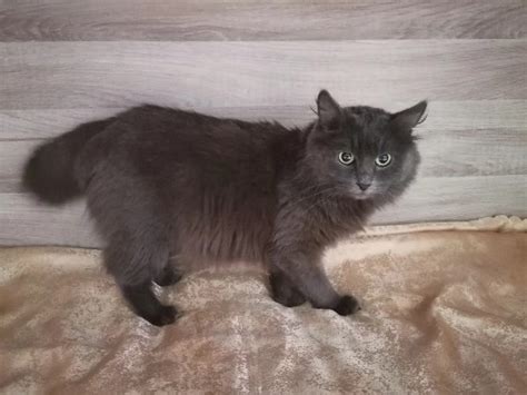 Взрослый котик ищет дом и любящую семью В нем точно присутствует порода Курильский бобтейл