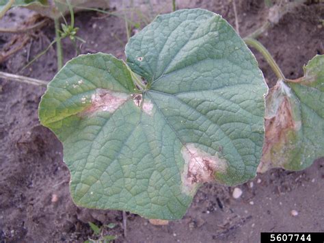 Phytophthora Blight Phytophthora Capsici