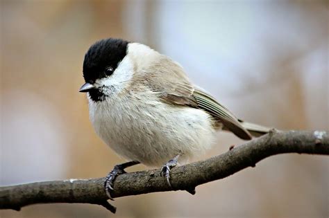 СИНИЦЕВЫЕ (Paridae): spinyful — LiveJournal