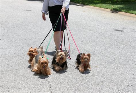 Different Kinds Of Yorkie Breeds A Comprehensive Guide