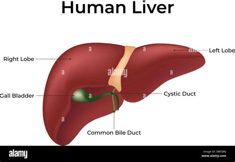 Human Liver Anatomy Design Vector Illustration Stock Vector Image And Art
