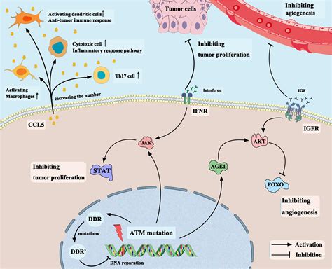 Frontiers Atm Mutations Benefit Bladder Cancer Patients Treated With