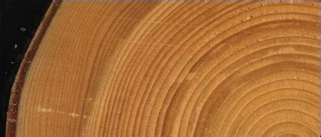 Growth Patterns In Tree Trunks Download Scientific Diagram