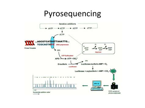 Ppt Genome Wide Dna Methylation Assays Powerpoint Presentation Free Download Id2119331