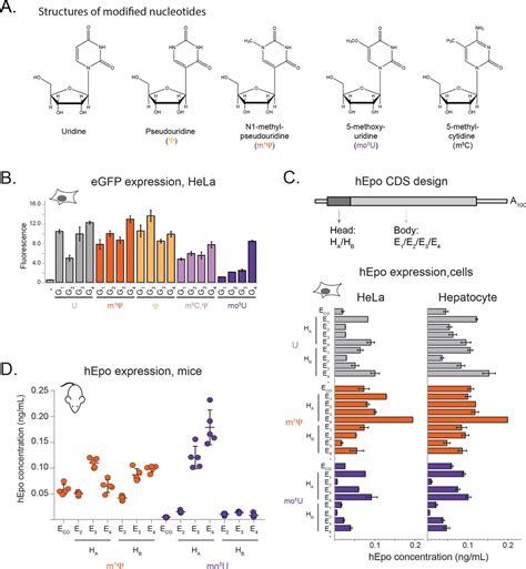 Mrna Molecular Structure
