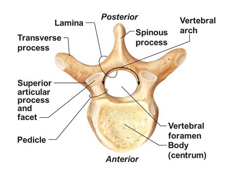 Spine Anatomy Basics Bone Fit™