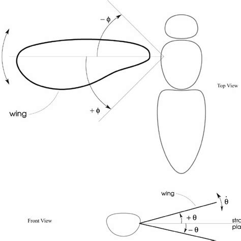 Pdf Non Linear Unsteady Aerodynamic Model For Insect Like Flapping